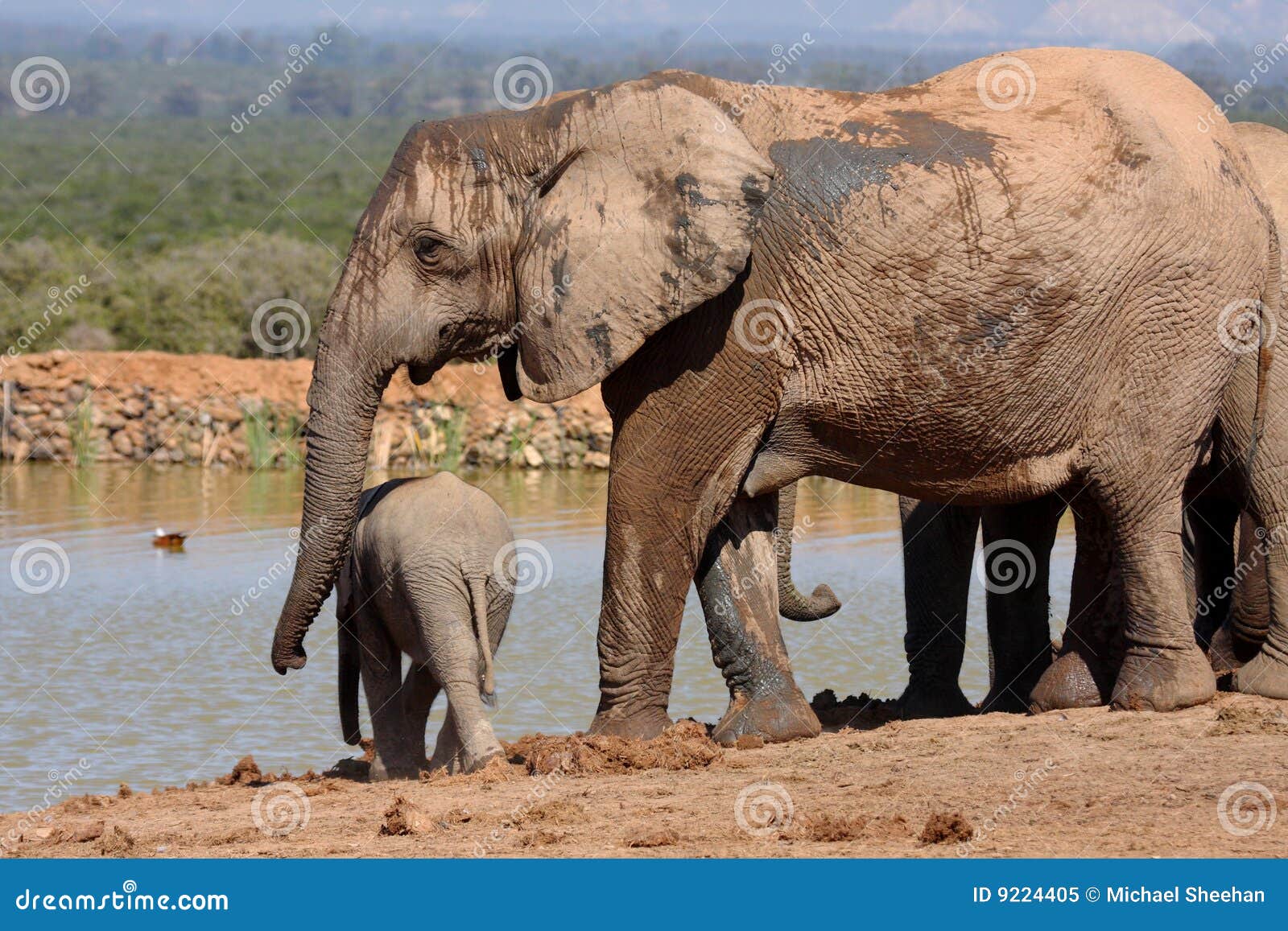 Protective mother elephant stock image. Image of pond - 9224405
