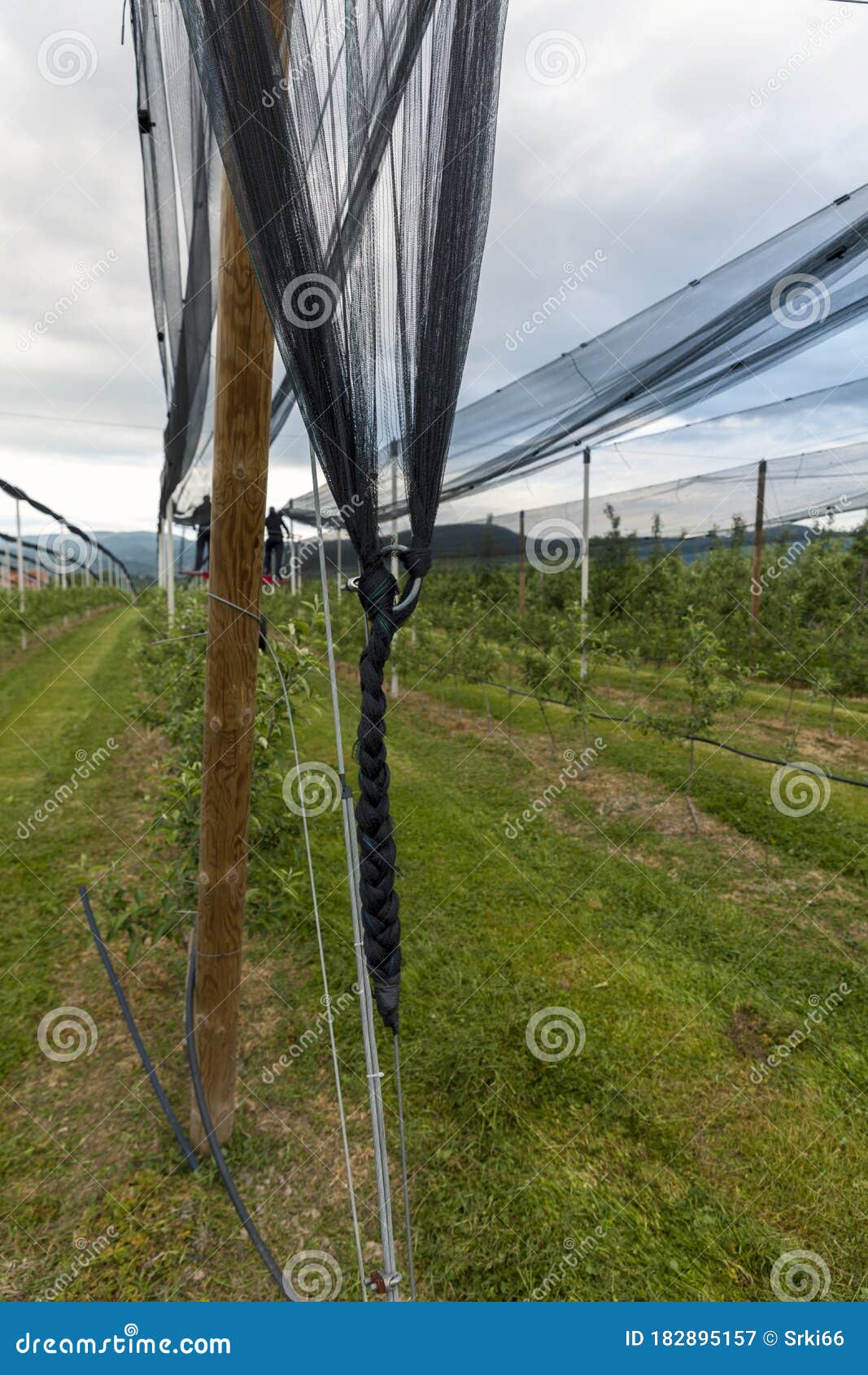 Protective Net in the Apple Orchard Stock Image - Image of background ...