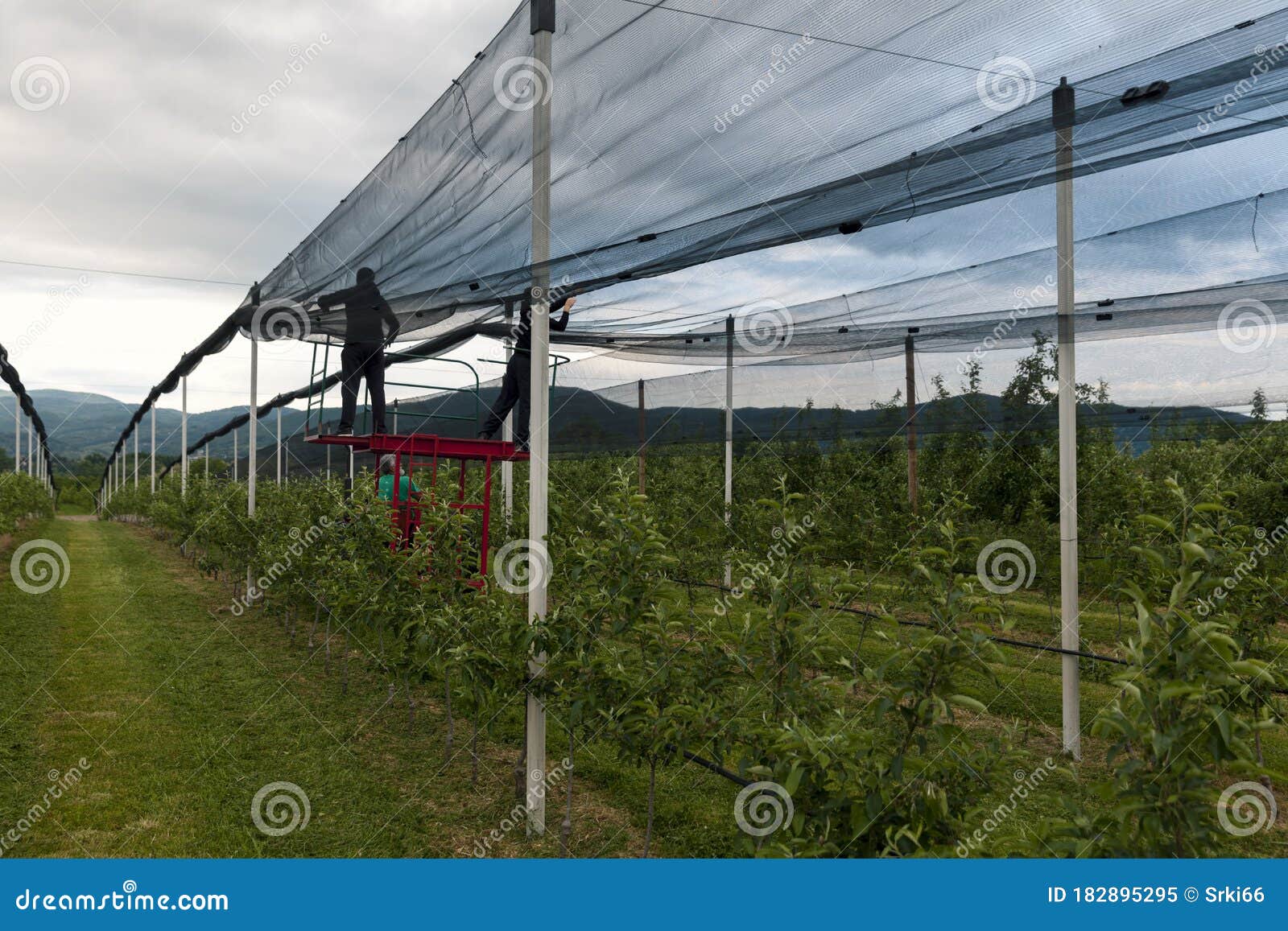 Protective Net in the Apple Orchard Stock Image - Image of natural ...