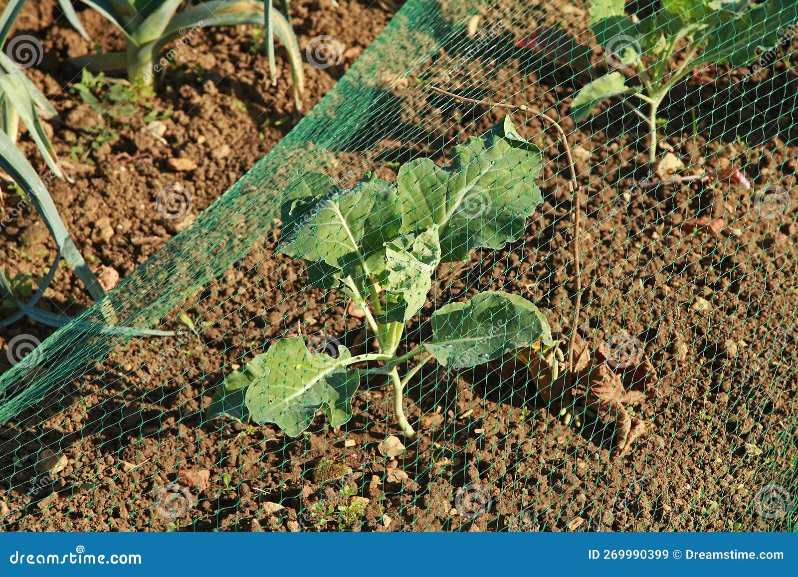 Protective Netting on Cabbages in a Vegetable Garden Stock Image ...