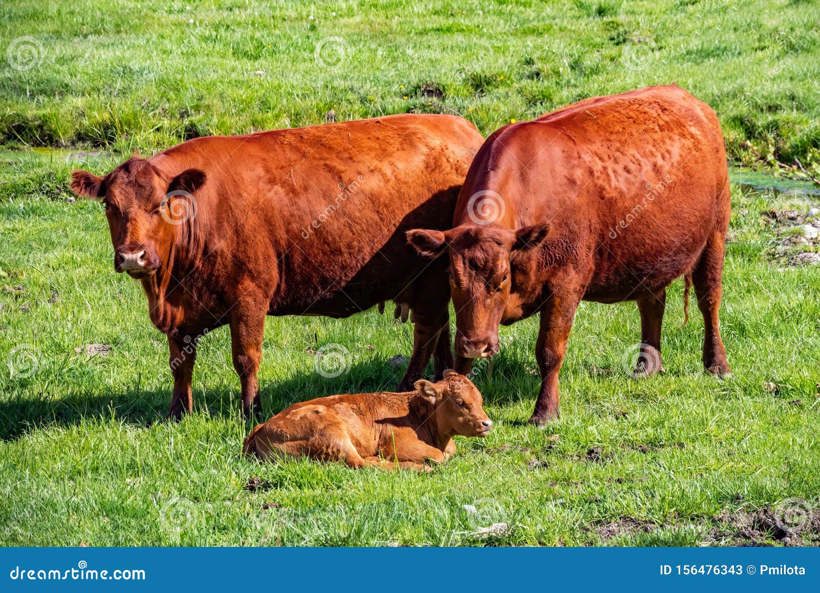 Protective Red Heifer Cow Parents Stock Image - Image of agriculture ...
