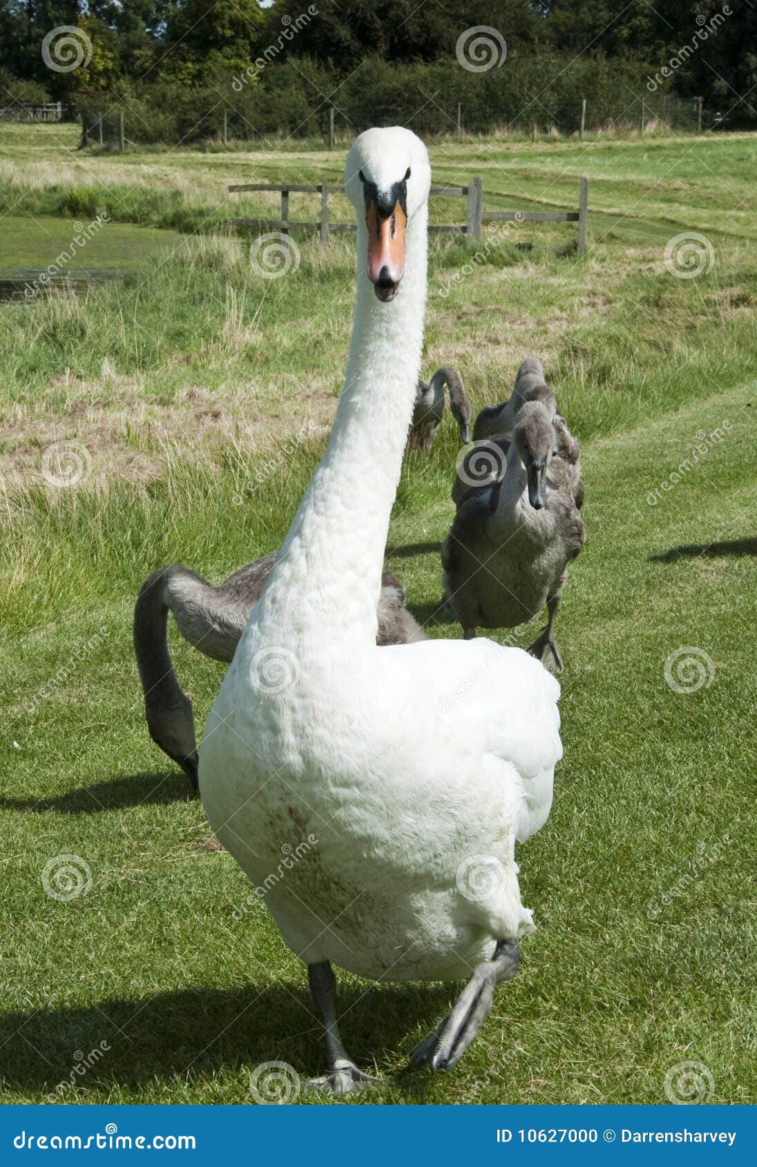 Protective Swan stock photo. Image of protecting, home - 10627000