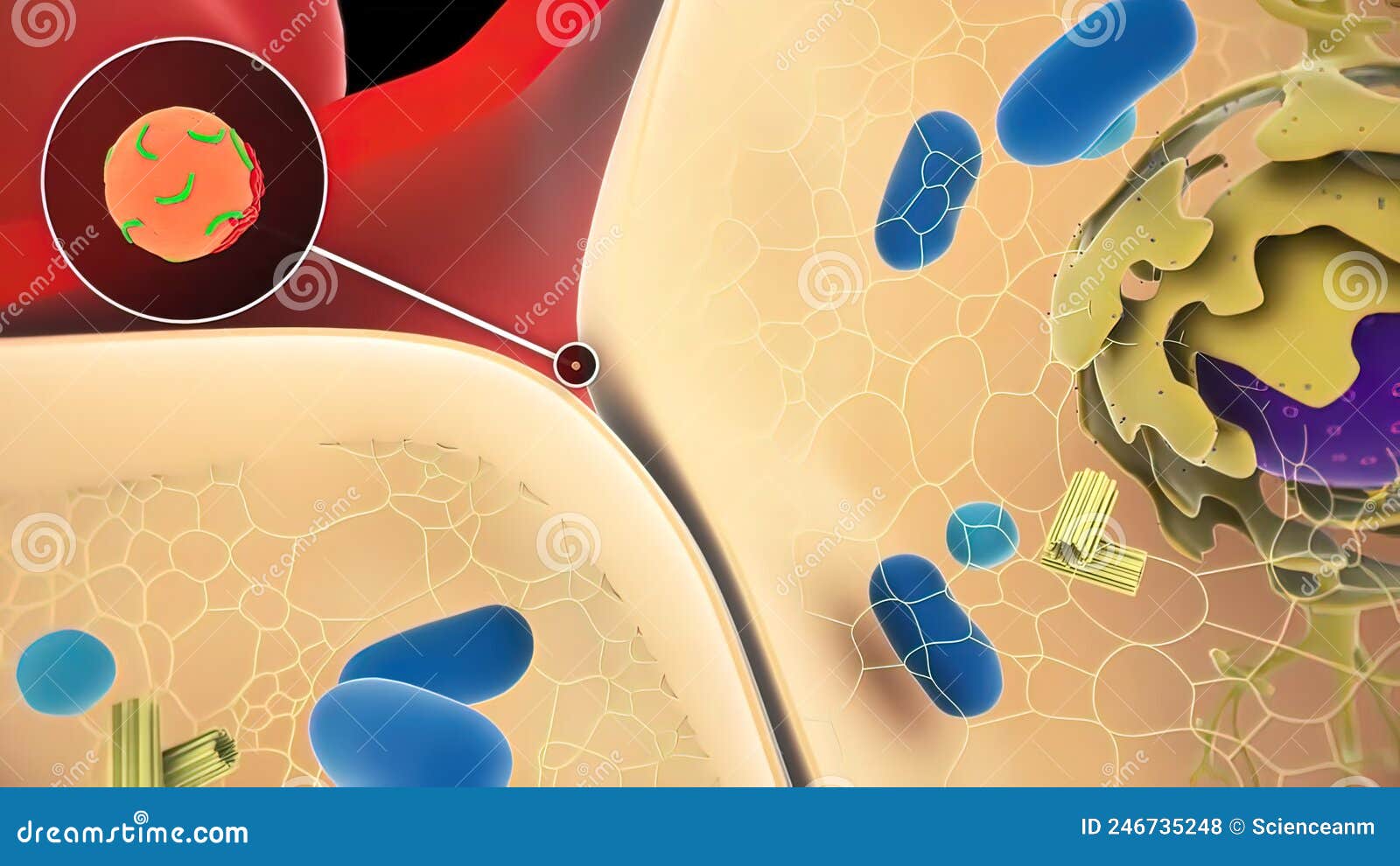 A Protein Complex Formed in the Replication Formation during the ...