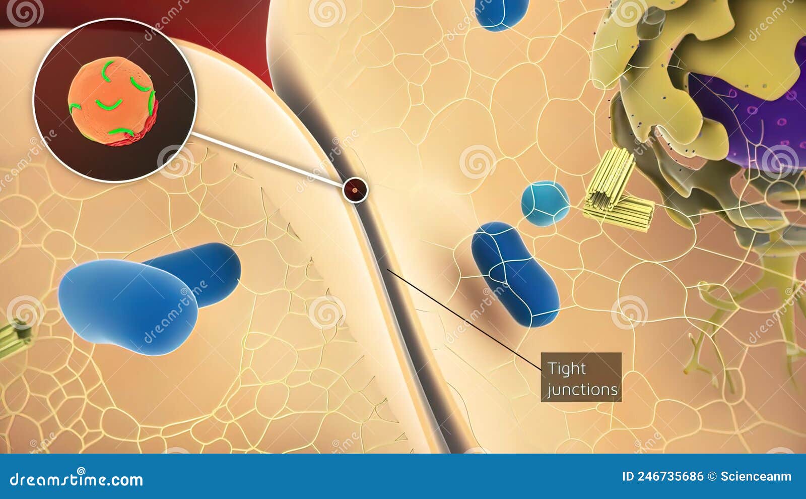 A Protein Complex Formed in the Replication Formation during the ...