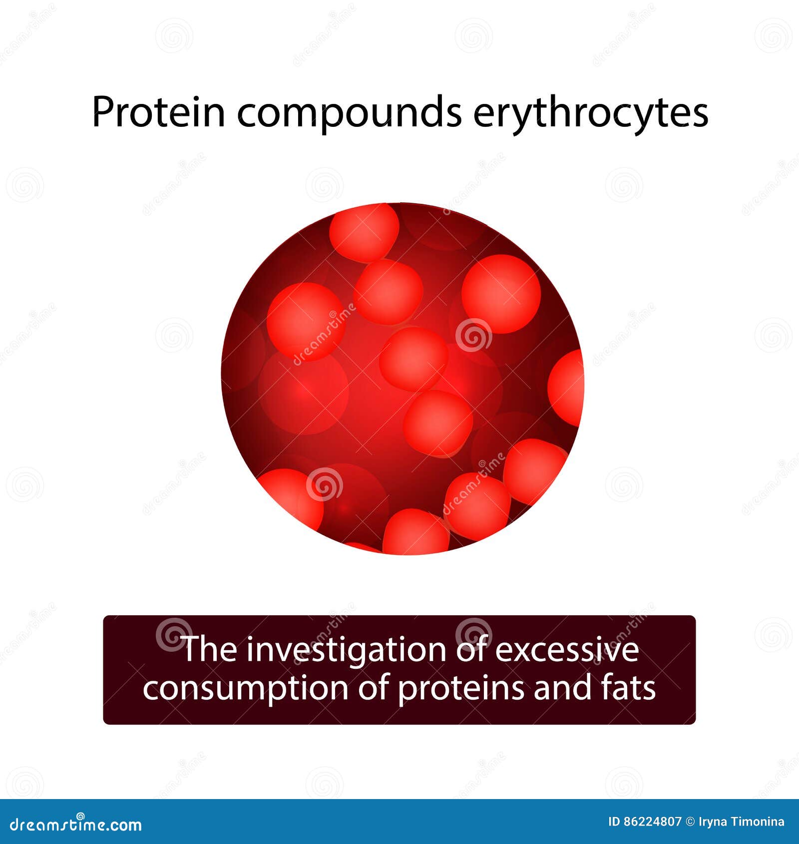 Protein Compounds Erythrocytes. Vector Illustration on Isolated ...