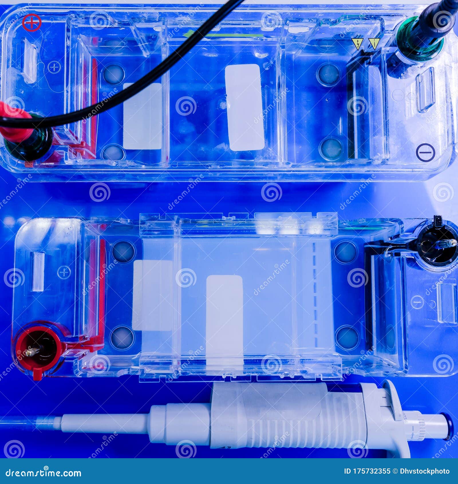 Protein Separation on Gels in a Electrophoresis Chambers. Concept of ...