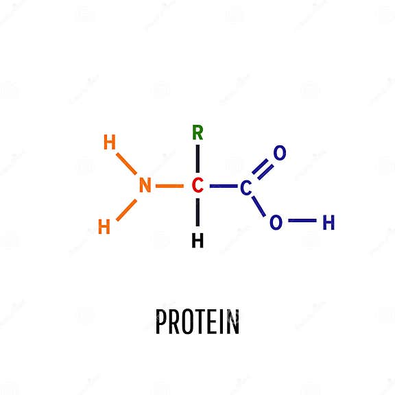 Protein. Structural Chemical Formula and Molecular Model. Vector ...