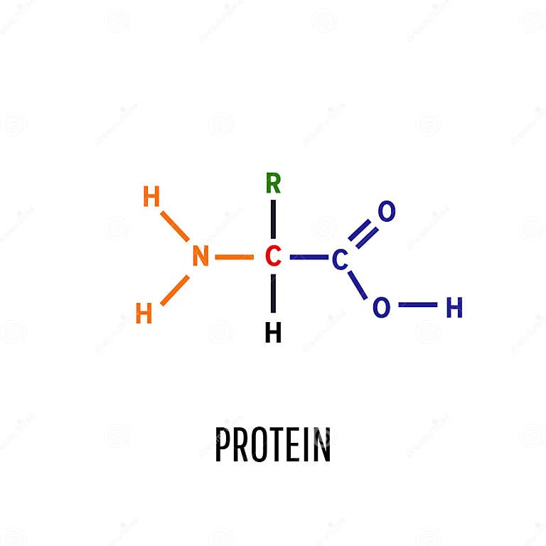 Protein. Structural Chemical Formula and Molecular Model. Vector ...