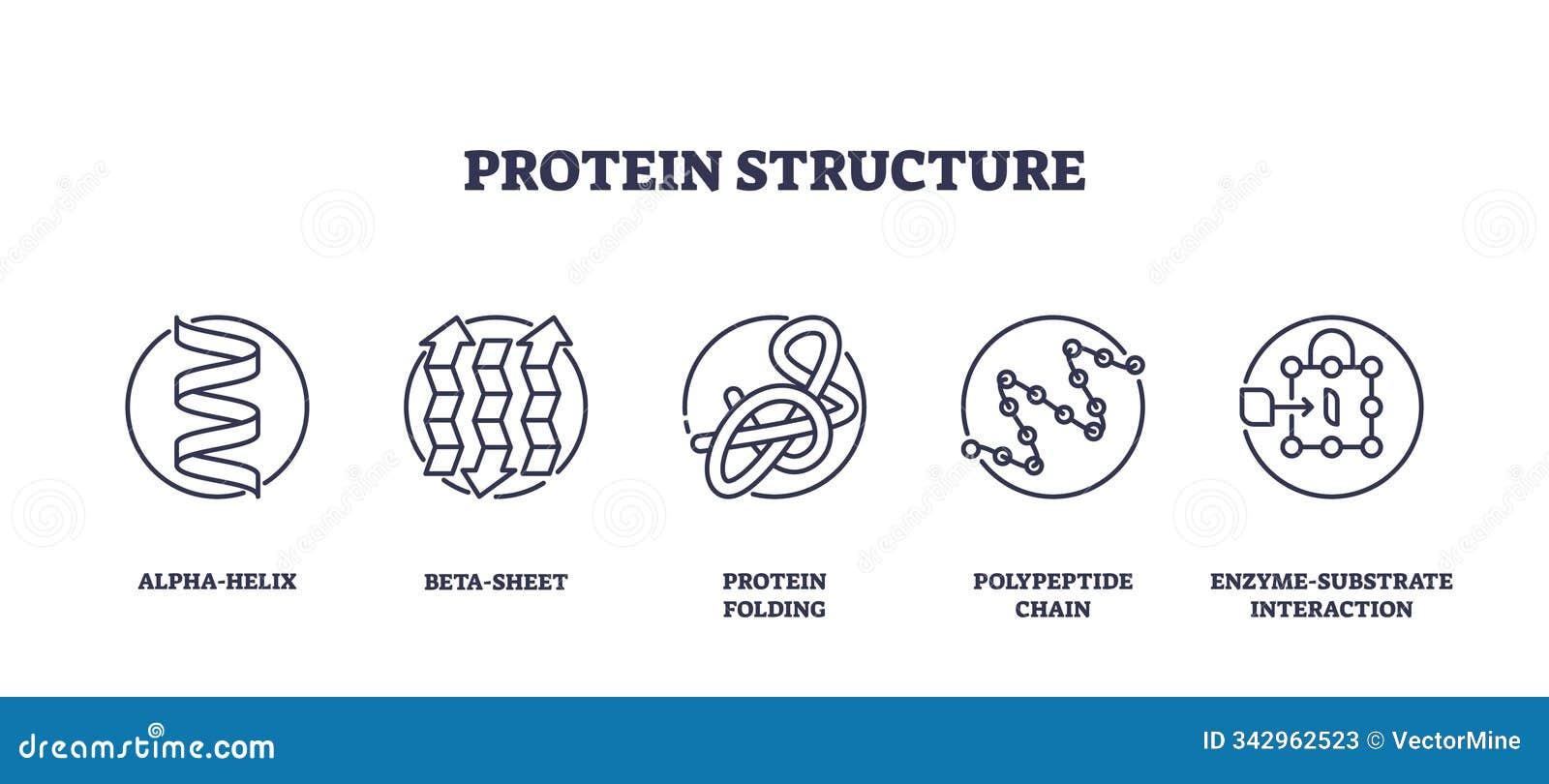 Protein Structure Levels. From Amino Acid To Alpha Helix, Beta Sheet ...
