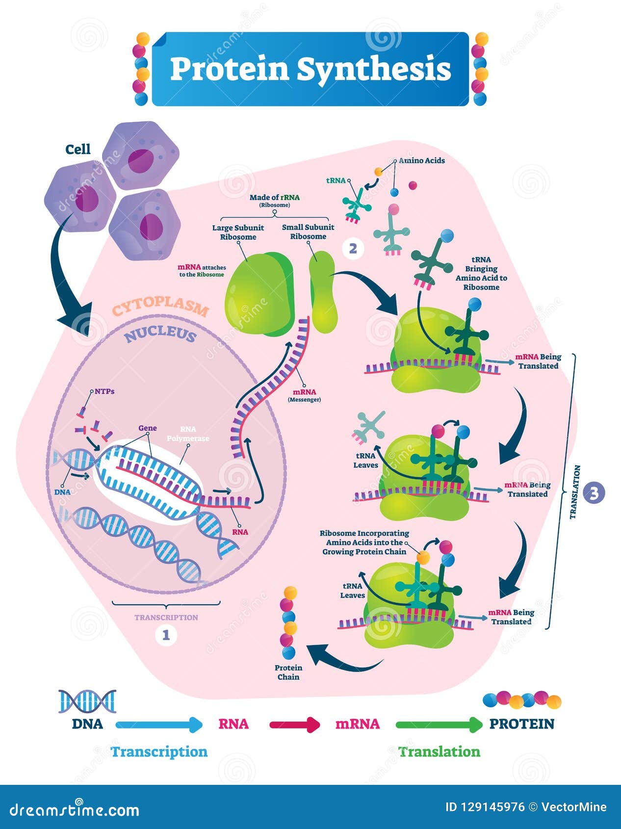 Protein Synthesis Vector Illustration. Transcription and Translation ... Protein Synthesis Vector Illustration. Transcription and Translation ...