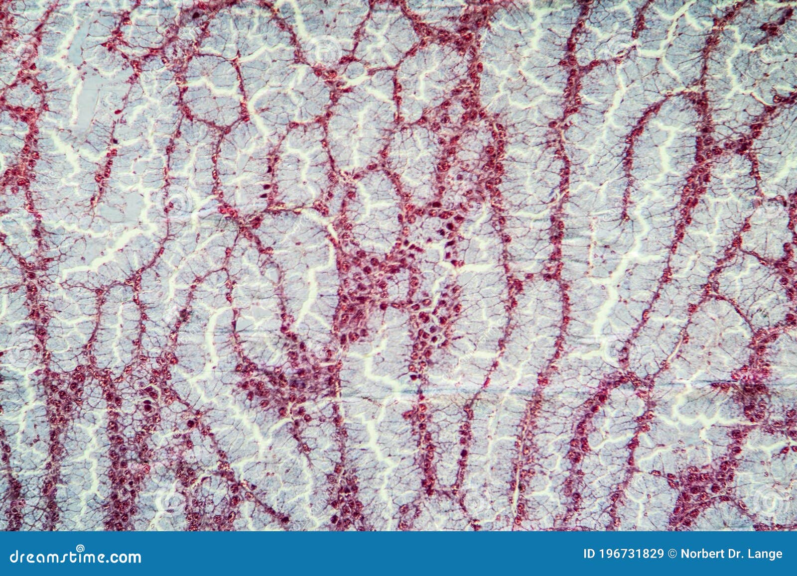 Protein tissue stock image. Image of secretions, snail - 196731829