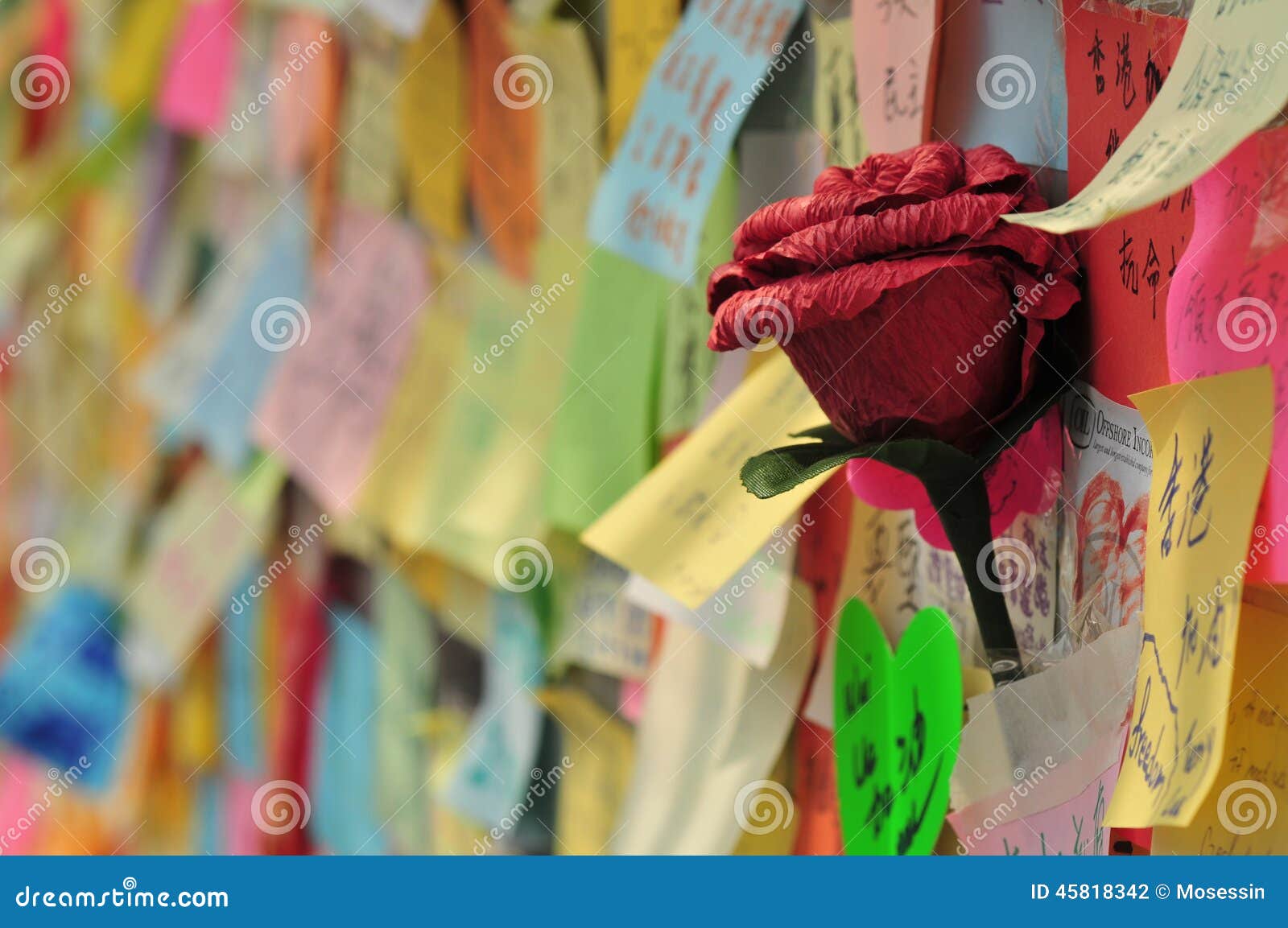 Protest flower editorial photography. Image of complaint - 45818342