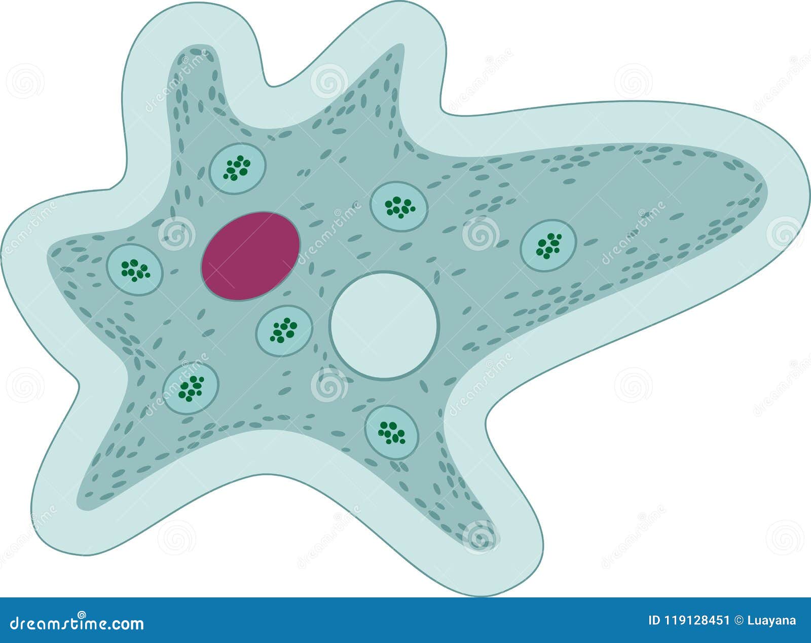 Proteus D'amibe Avec Des Organelles Illustration de Vecteur ...