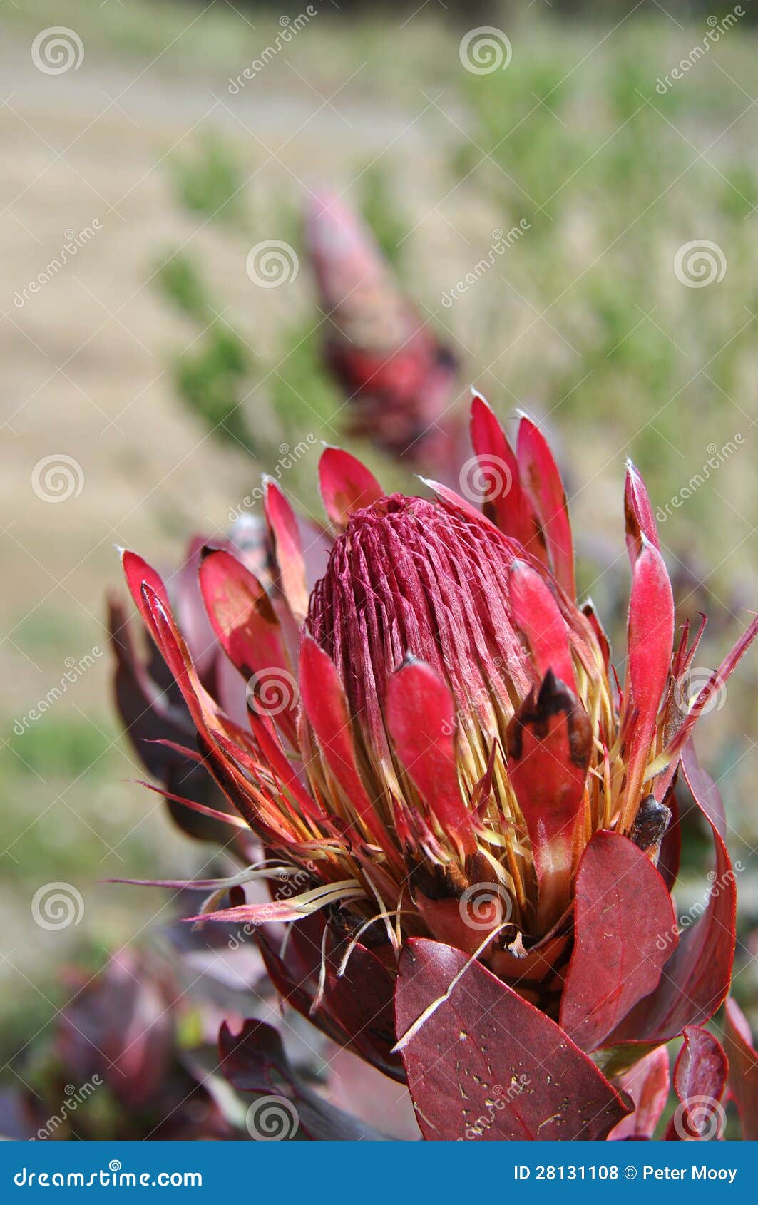 Prothea sauvage photo stock. Image du rouge, beau, fermer - 28131108