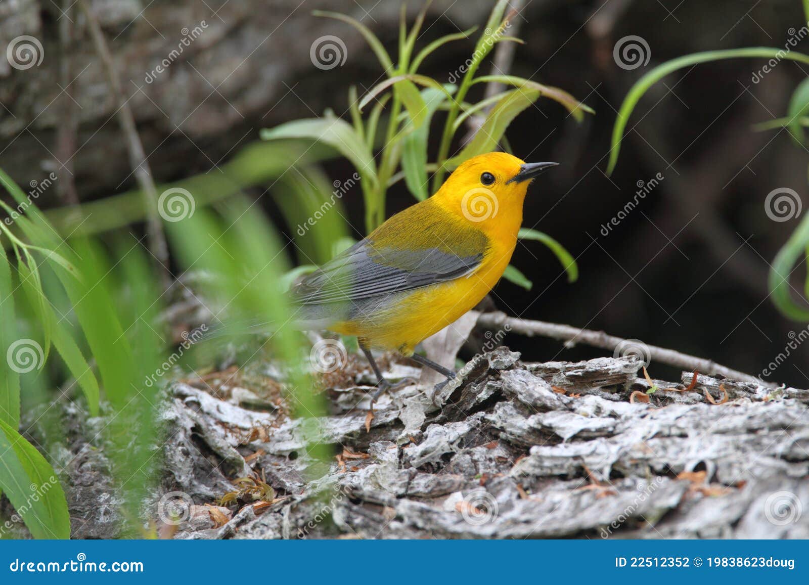 Prothonotary Warbler stock photo. Image of wildlife, bird - 22512352