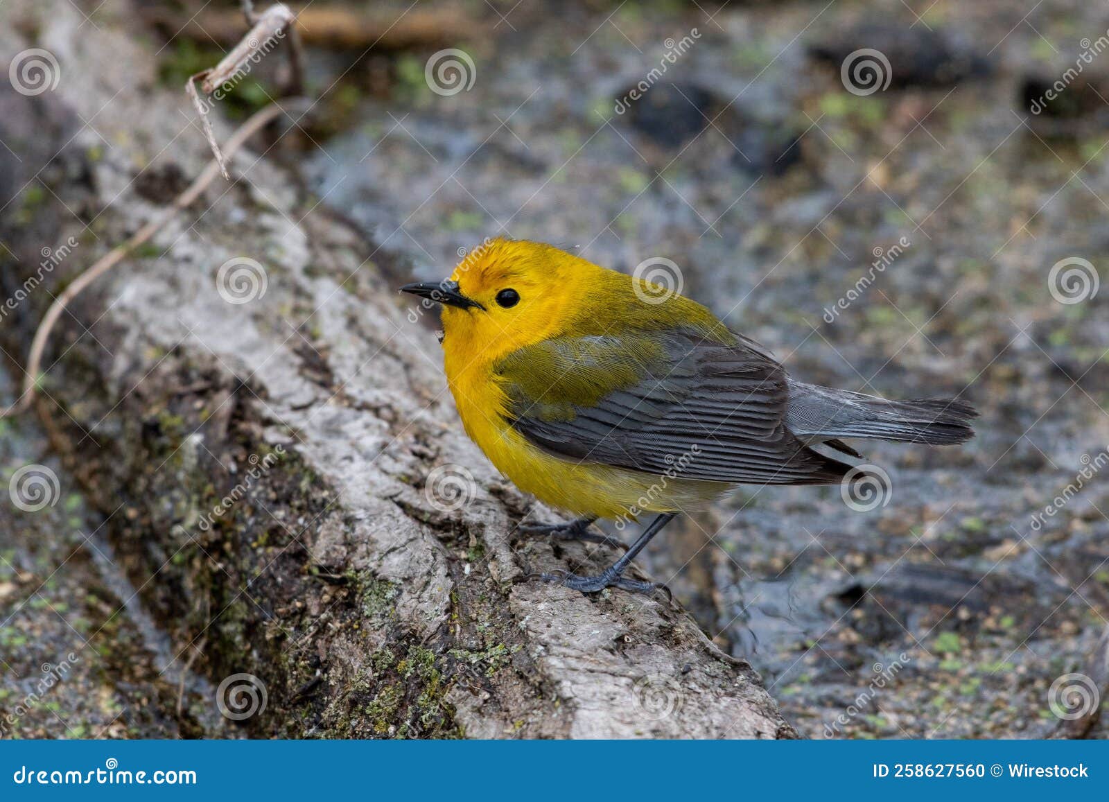 Prothonotary Warbler in Its Natural Habitat Stock Photo - Image of ...