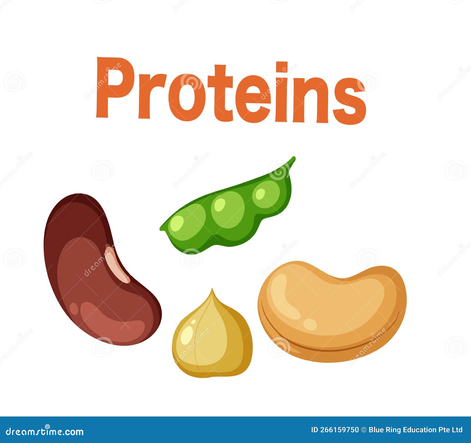 Protiens Text with Various of Nuts Stock Vector - Illustration of ...