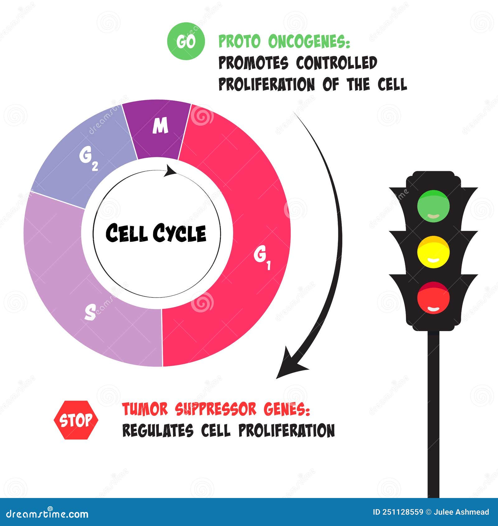 Functions of Proto Oncogenes and Tumor Suppressor Genes in the Cell ... Functions of Proto Oncogenes and Tumor Suppressor Genes in the Cell ...
