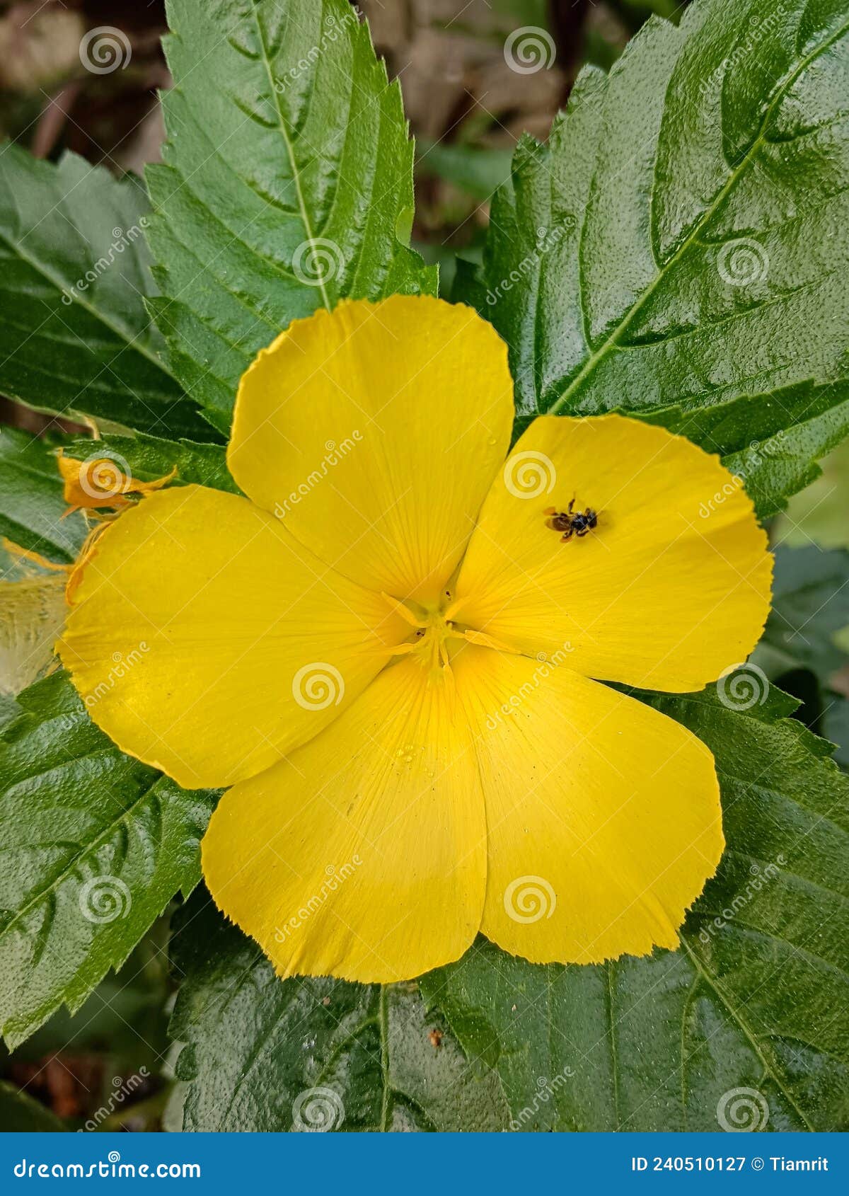 Protocooperation. stock image. Image of beings, living - 240510127