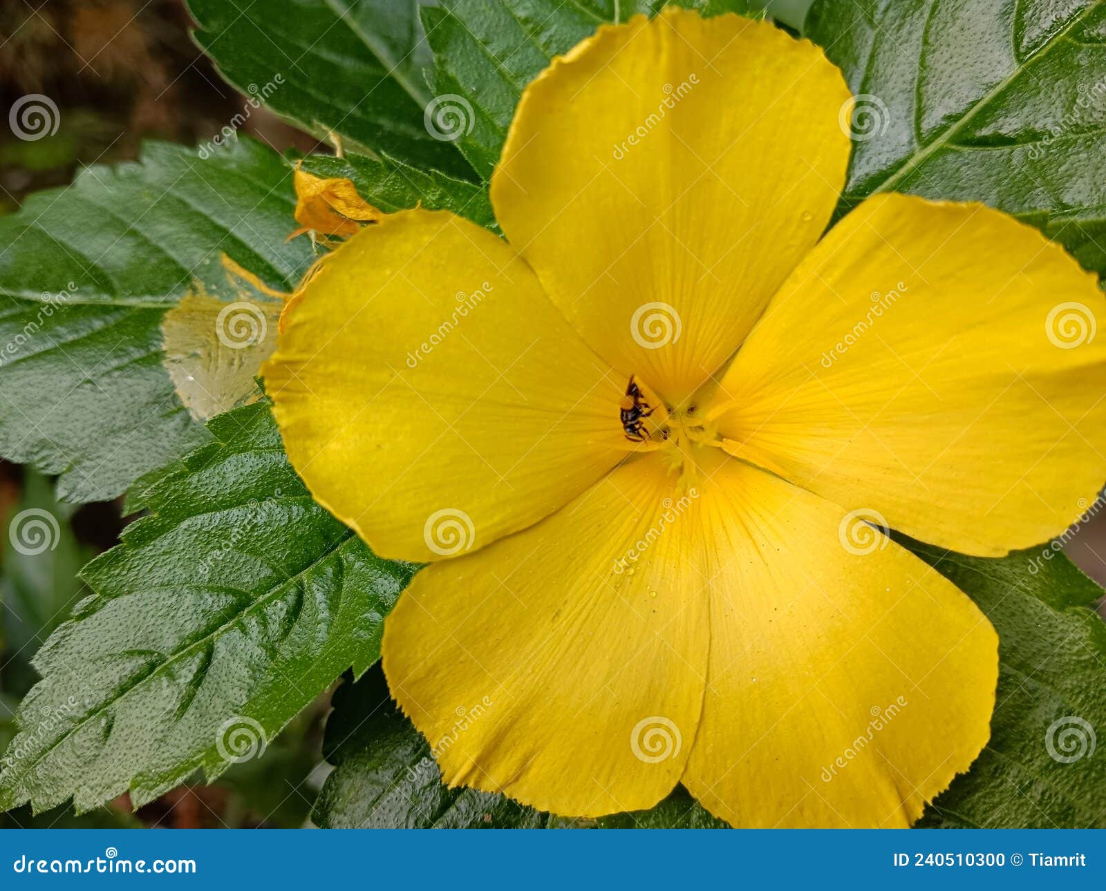 Protocooperation stock photo. Image of protocooperation - 240510300