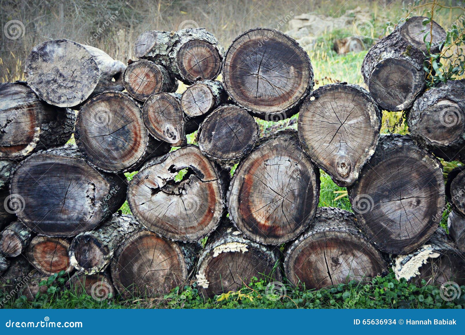 Protokolle stockfoto. Bild von hölzern, holz, sprünge - 65636934