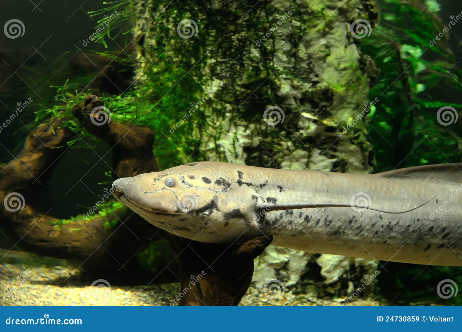 Protopterus fish stock image. Image of gills, aquarium - 24730859
