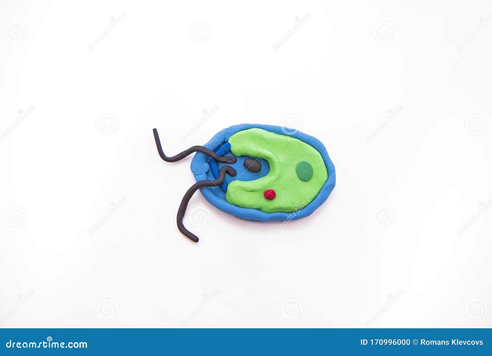 Protozoa Bacteria. The Most Famous And Simple Bacteria: Amoeba Stock ...