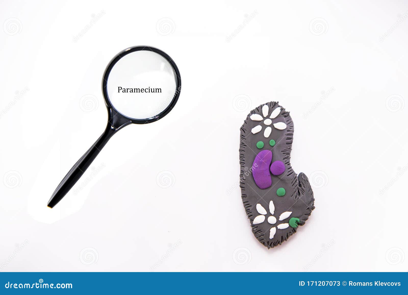 Protozoa Bacteria. the Most Famous and Simple Bacteria: Paramecium ...
