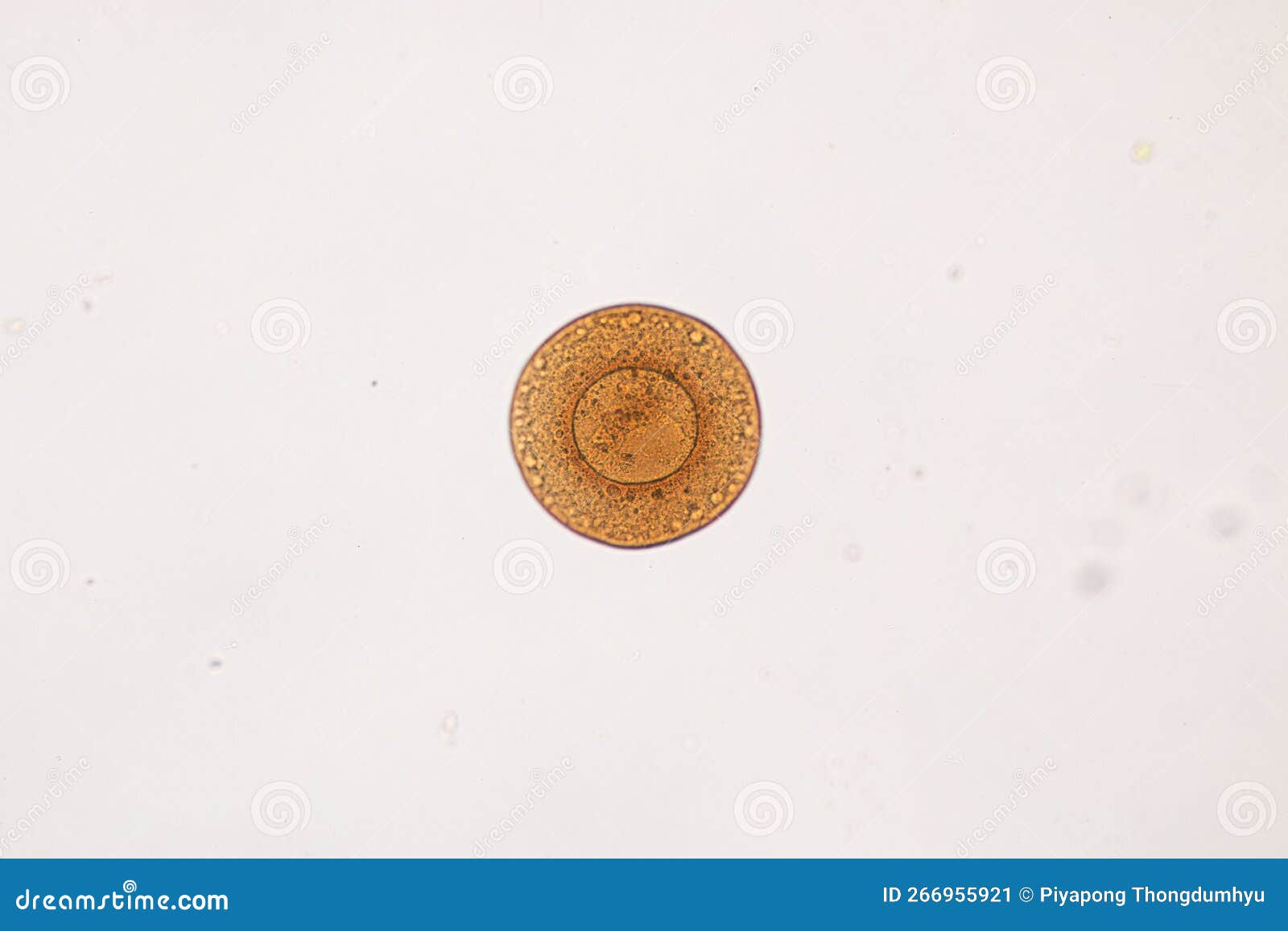 Protozoa and Plant Cells Under the Microscope for Education. Stock ...