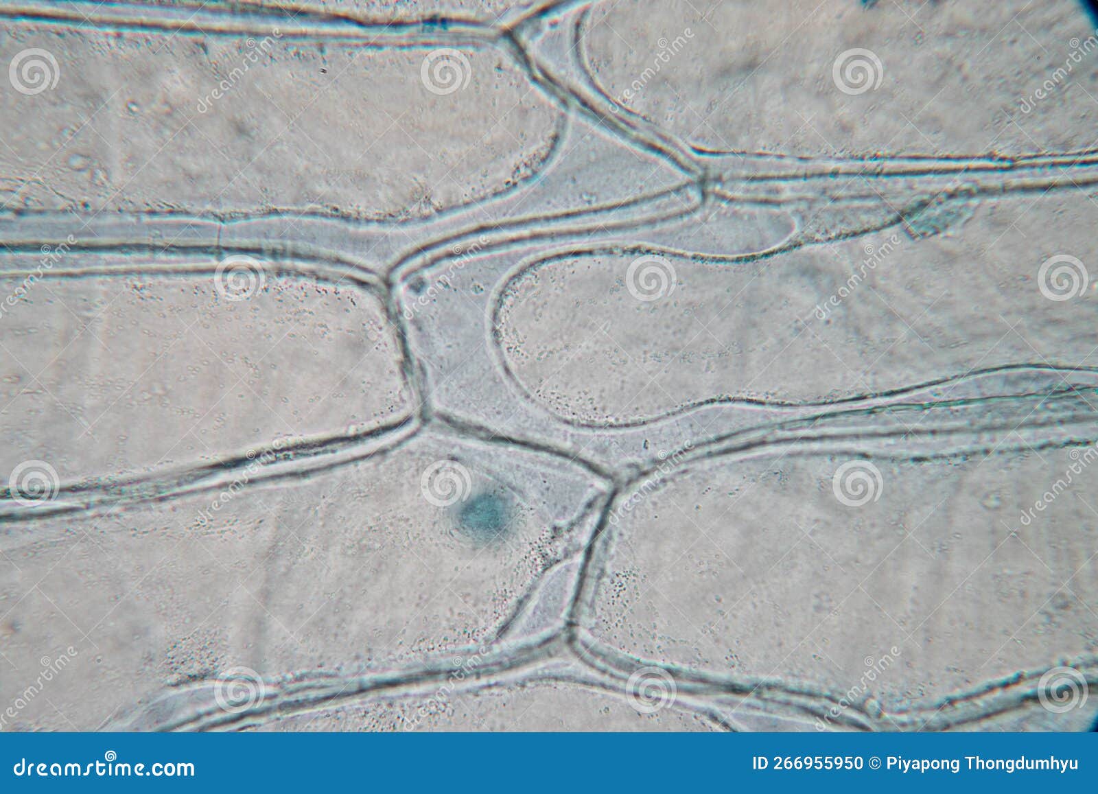 Protozoa and Plant Cells Under the Microscope for Education. Stock ...
