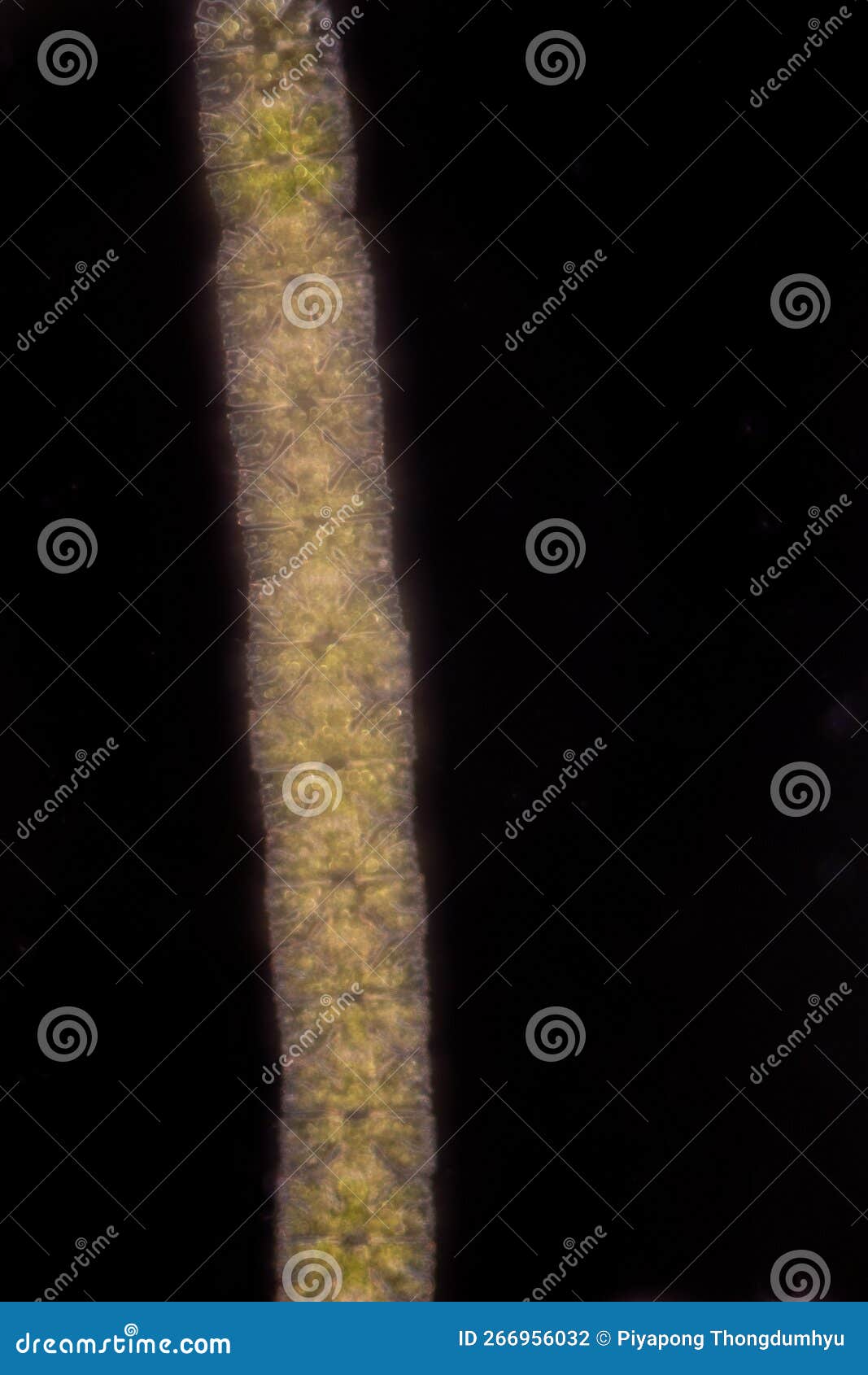 Protozoa and Plant Cells Under the Microscope for Education. Stock ...