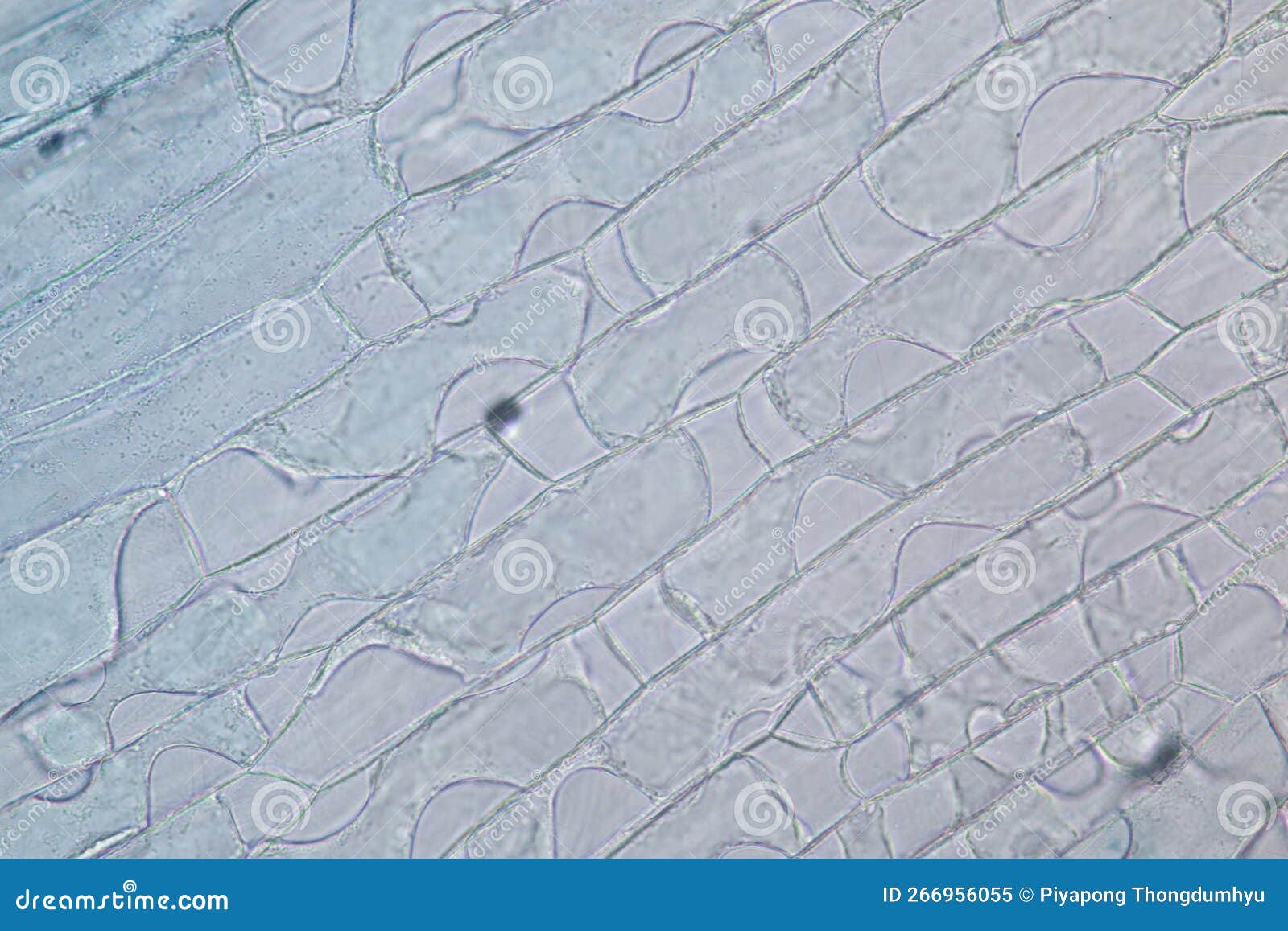 Protozoa and Plant Cells Under the Microscope for Education. Stock ...