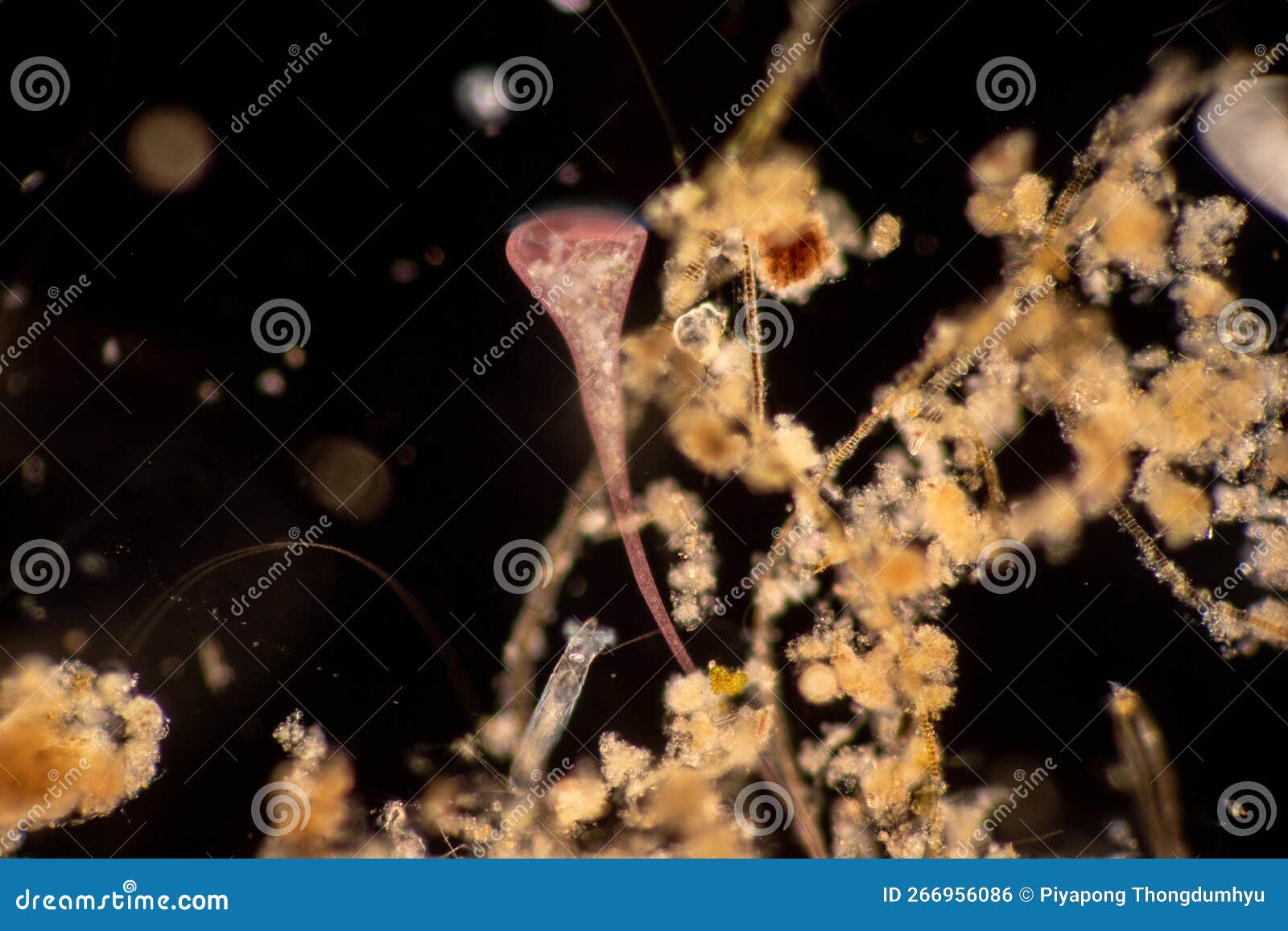 Protozoa and Plant Cells Under the Microscope for Education. Stock ...