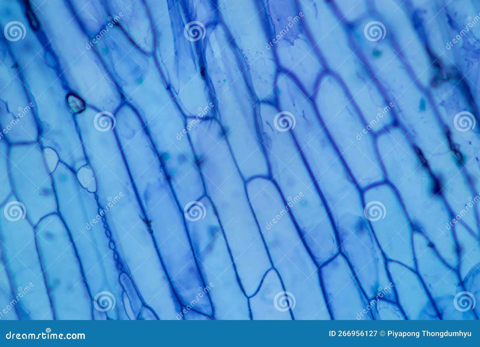 Protozoa and Plant Cells Under the Microscope for Education. Stock ...
