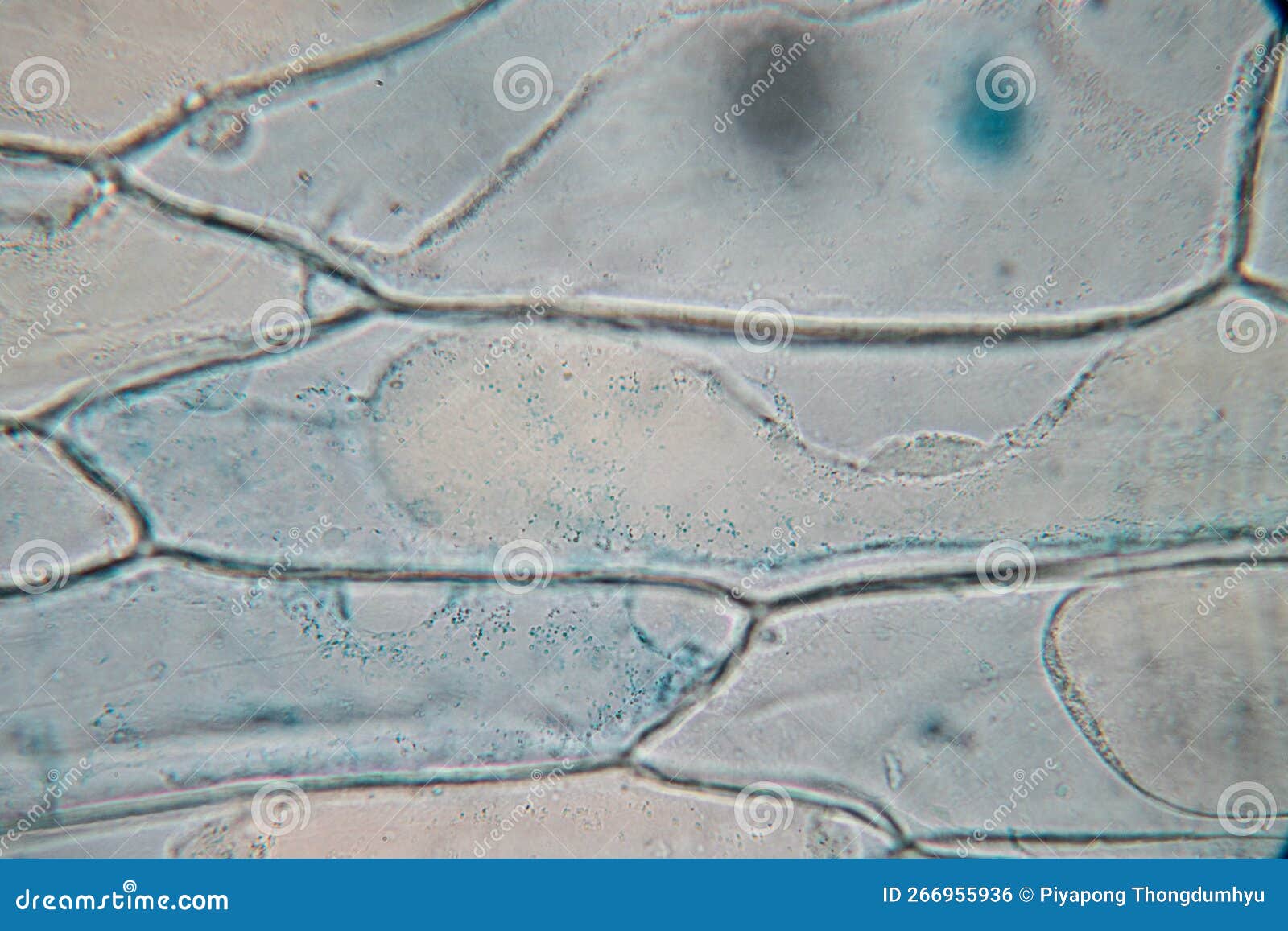 Protozoa and Plant Cells Under the Microscope for Education. Stock ...