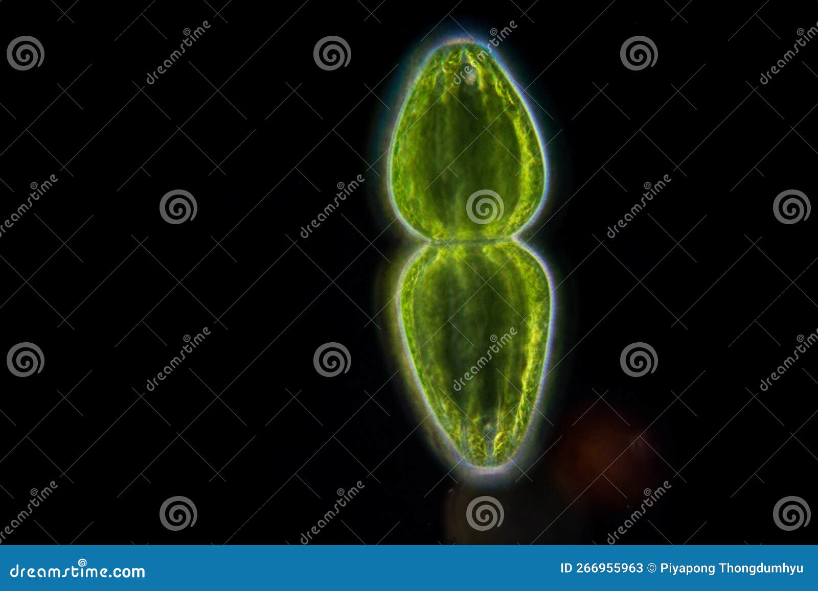 Protozoa And Plant Cells Under The Microscope For Education. Stock ...