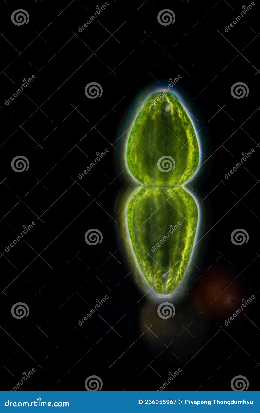Protozoa and Plant Cells Under the Microscope for Education. Stock ...