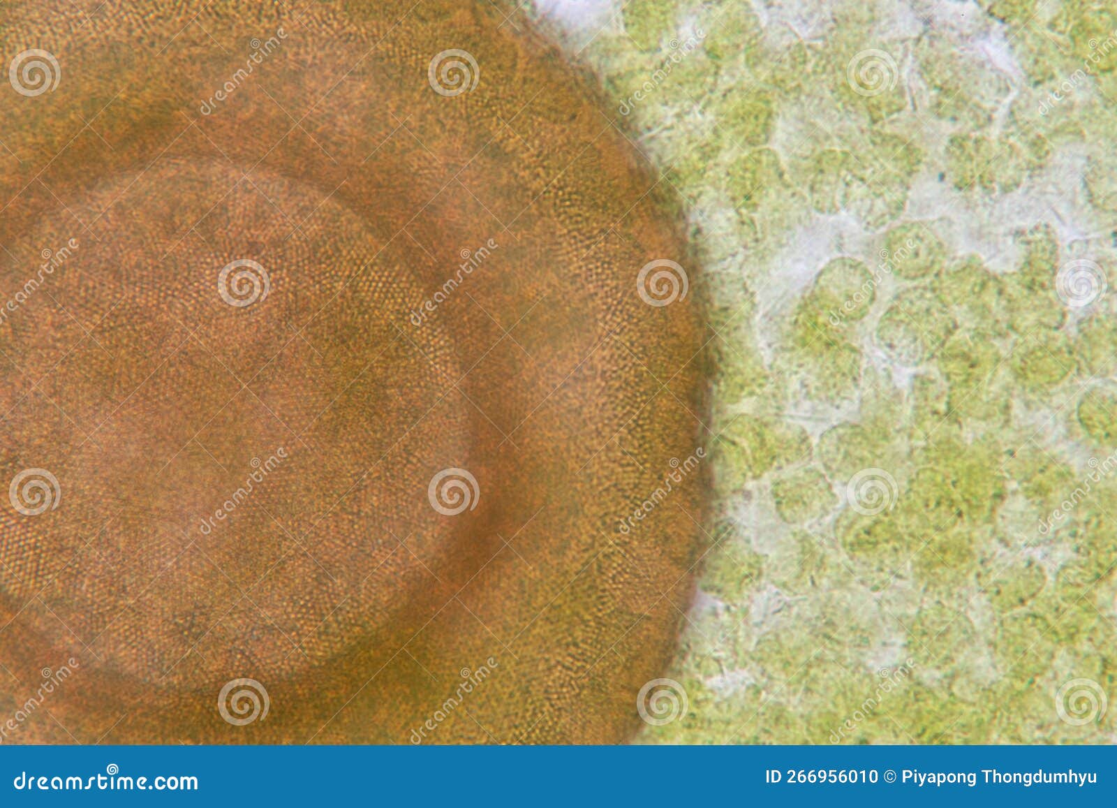 Protozoa And Plant Cells Under The Microscope For Education. Stock ...