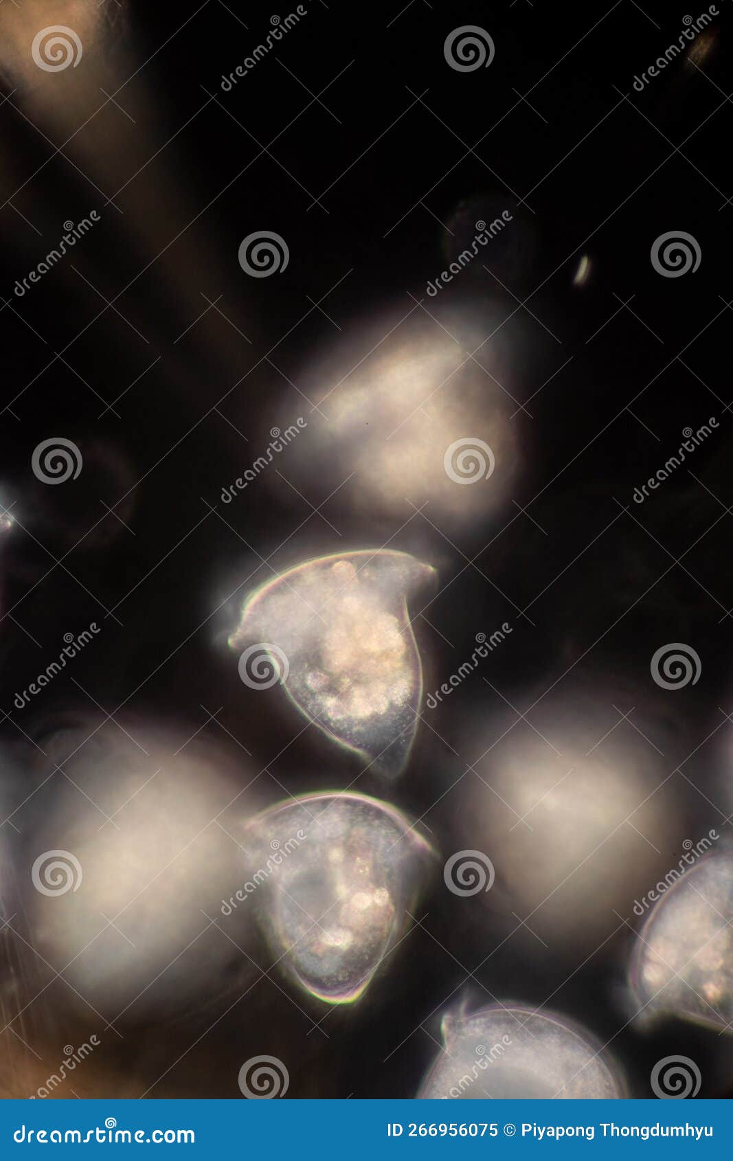 Protozoa and Plant Cells Under the Microscope for Education. Stock ...