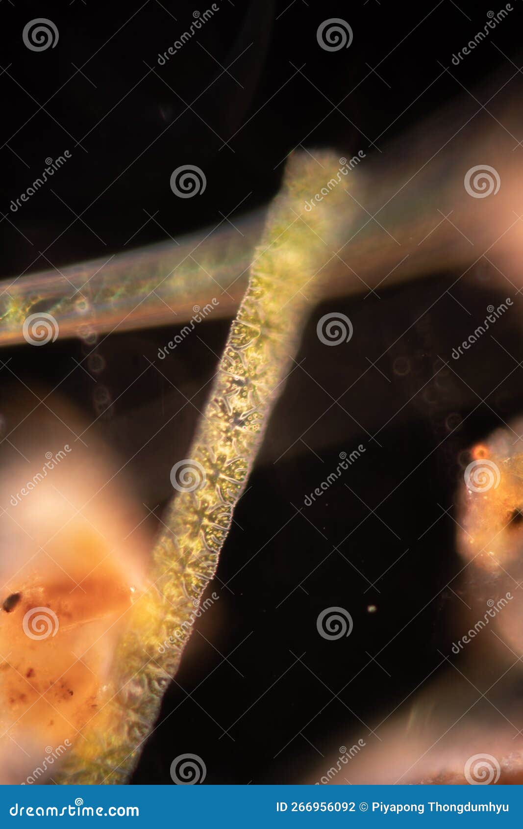 Protozoa And Plant Cells Under The Microscope For Education. Stock ...