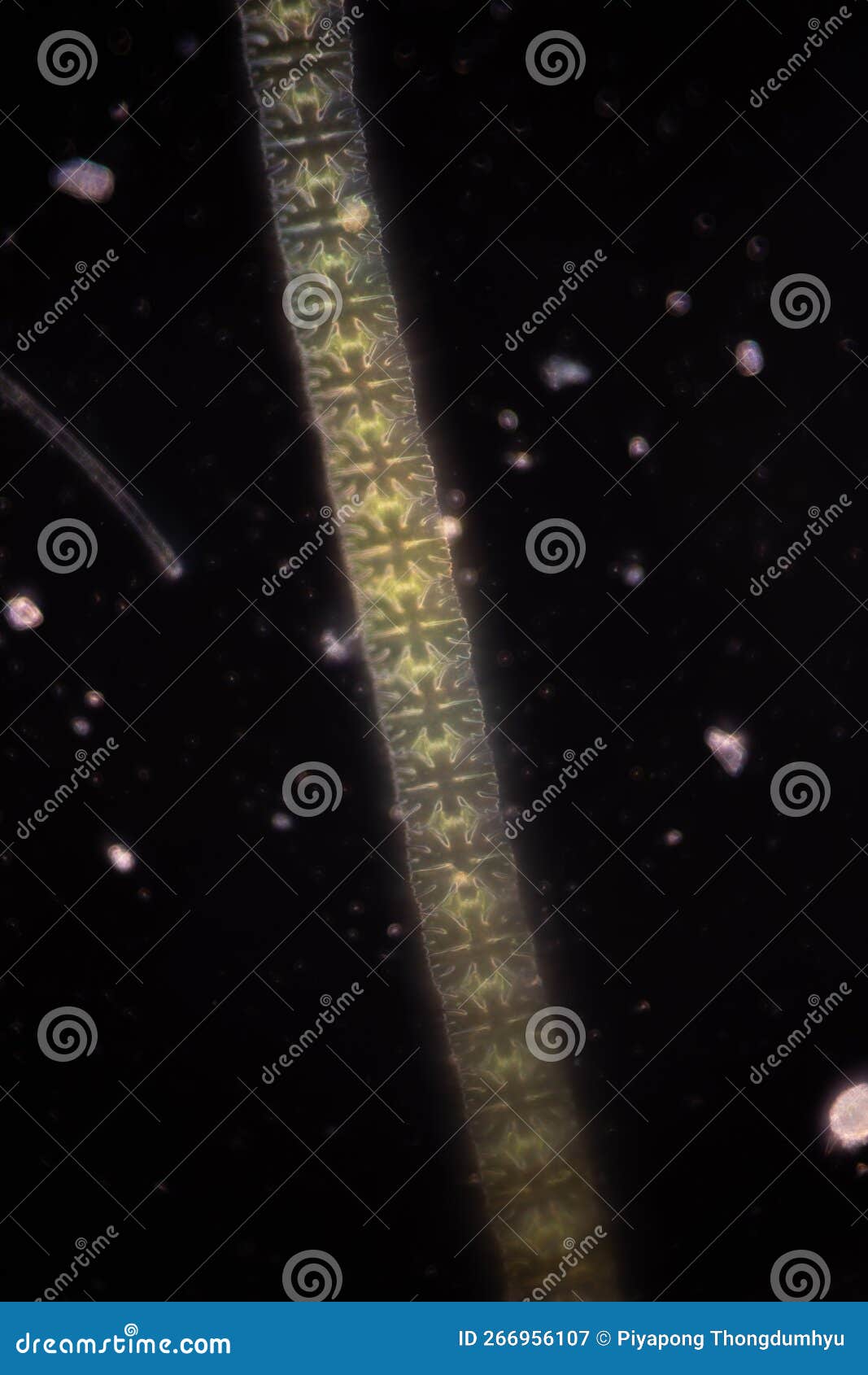 Protozoa And Plant Cells Under The Microscope For Education. Royalty ...