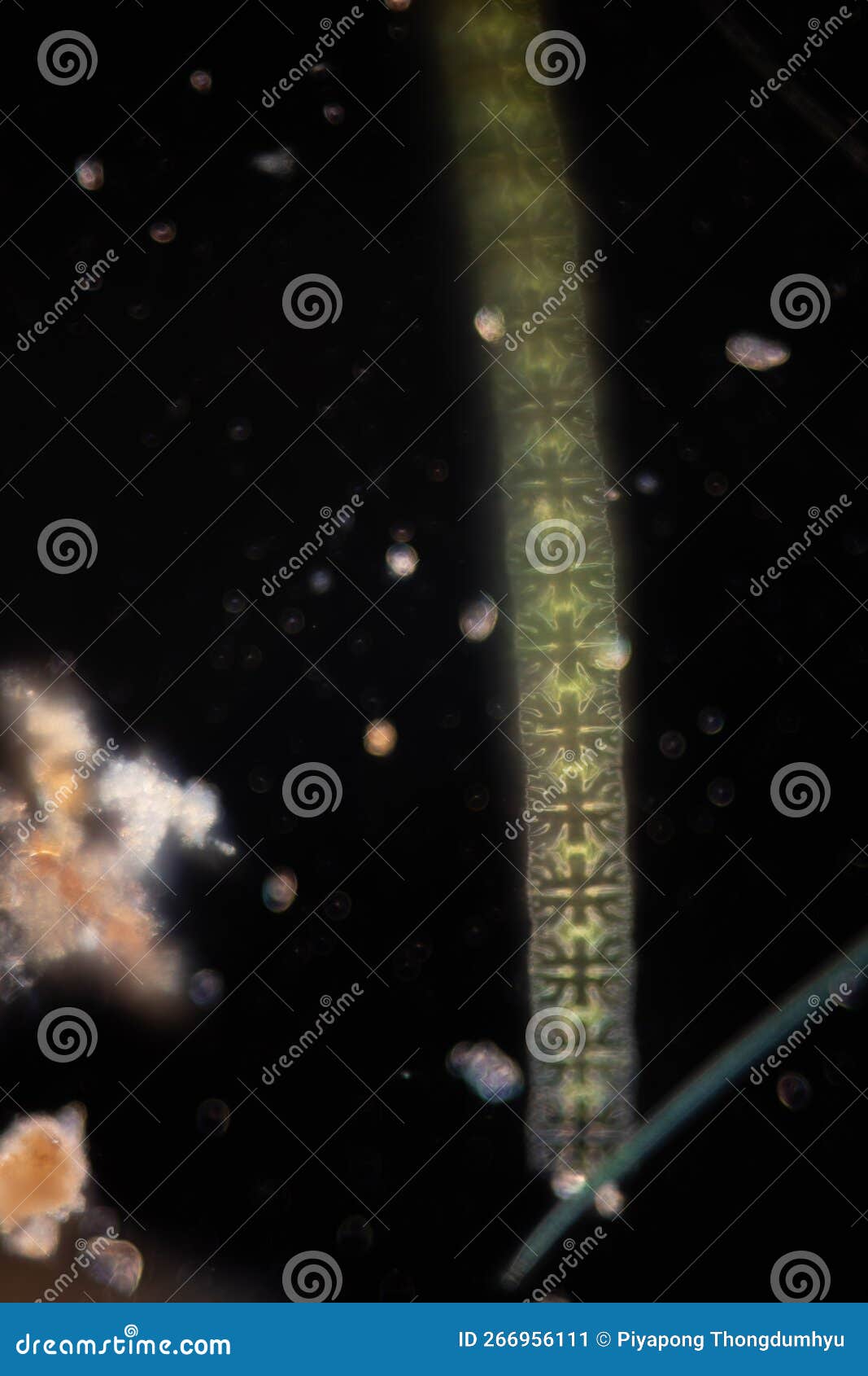 Protozoa and Plant Cells Under the Microscope for Education. Stock ...