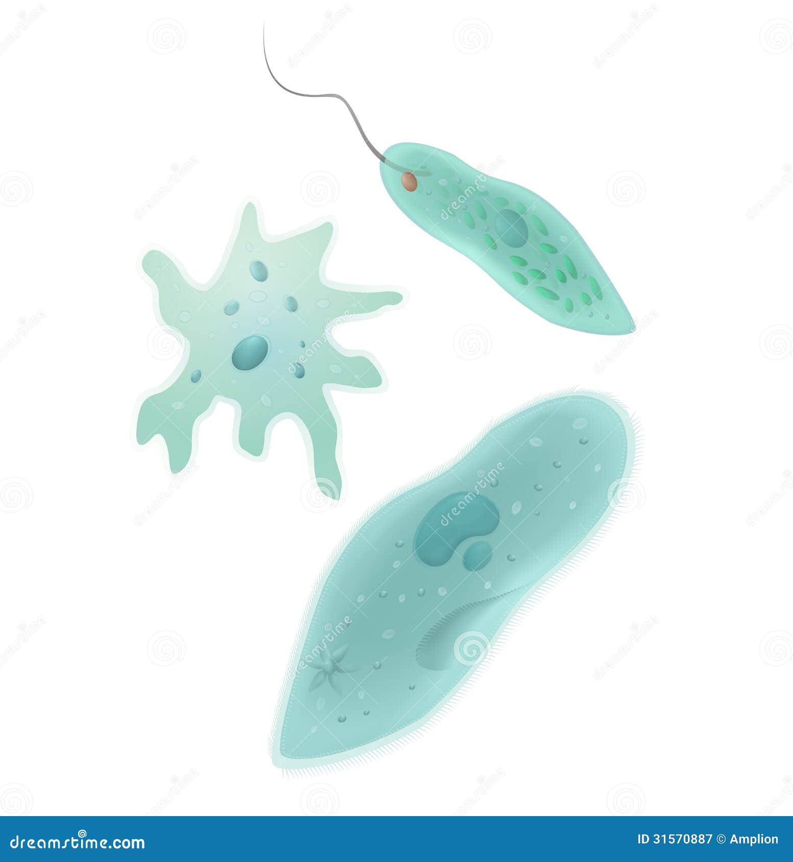 Protozoaires illustration de vecteur. Illustration du petit - 31570887