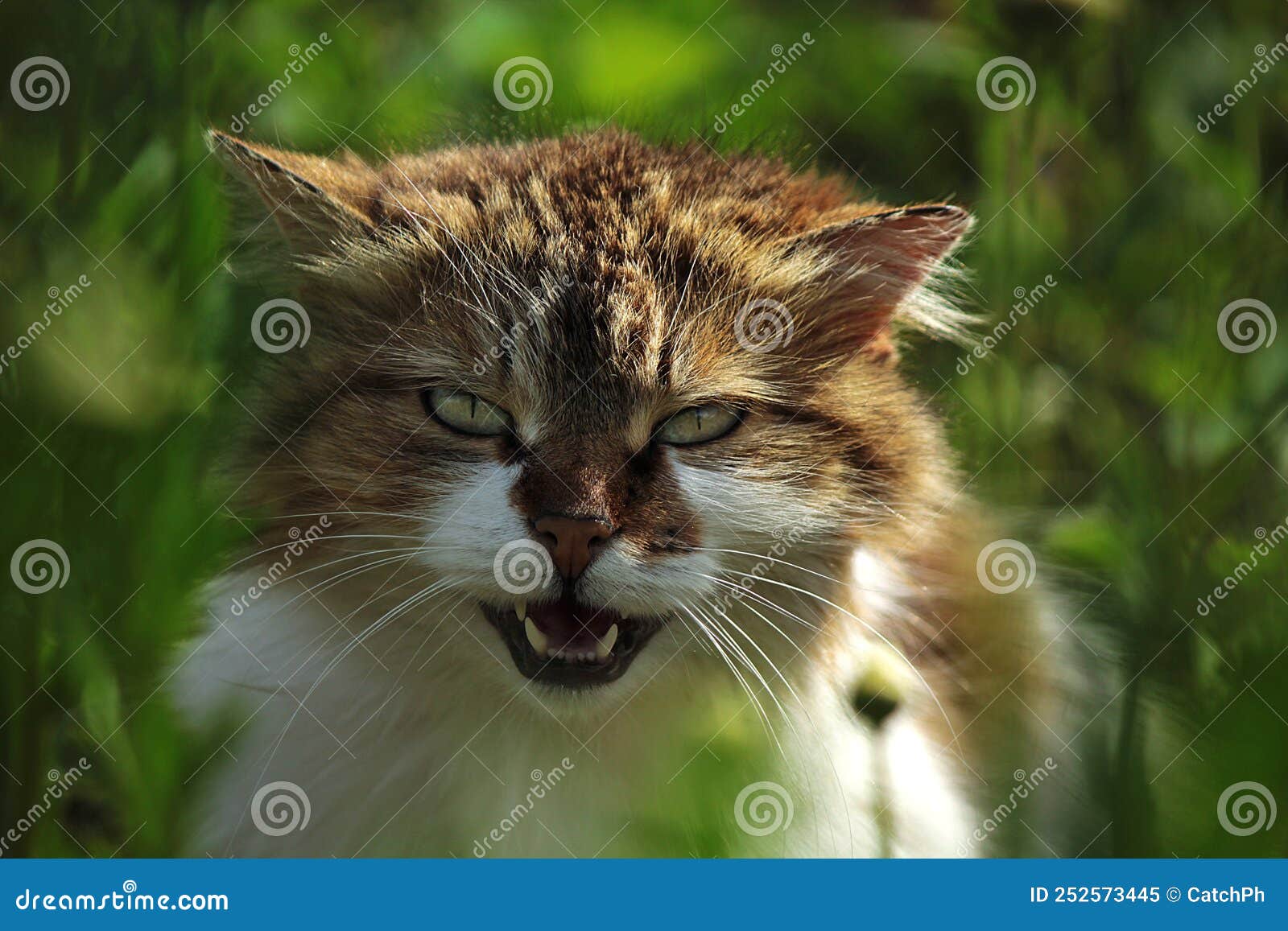 A Protracted Photo of a Disgruntled Fluffy Cat Stock Image - Image of ...