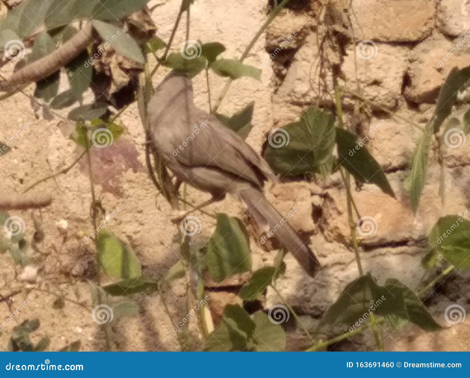 Protrait Shy Bird Turning Head Stock Photo - Image of protrait, turning ...