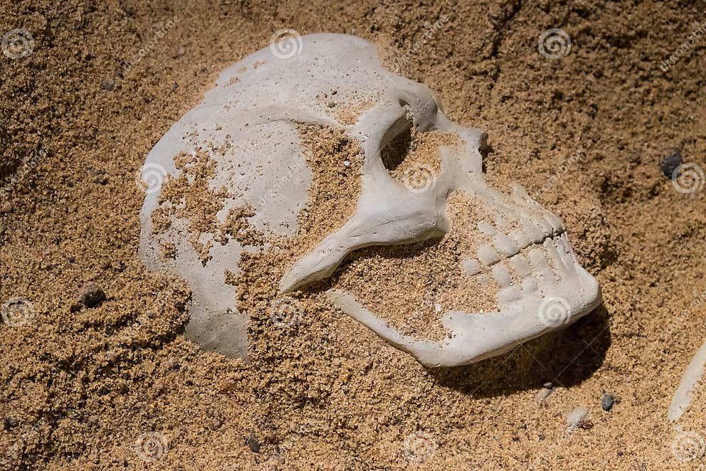 Protruding Portion of a Human Skull Stock Image - Image of grave ...