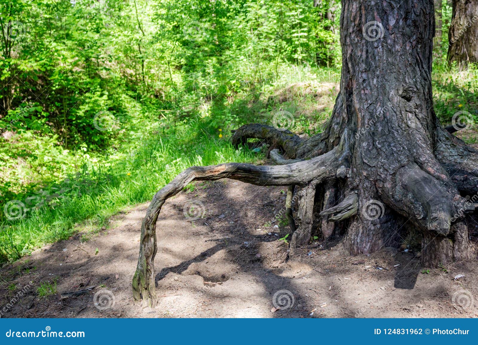 The Protruding Root of the Old Pine Stock Photo - Image of protruding ...