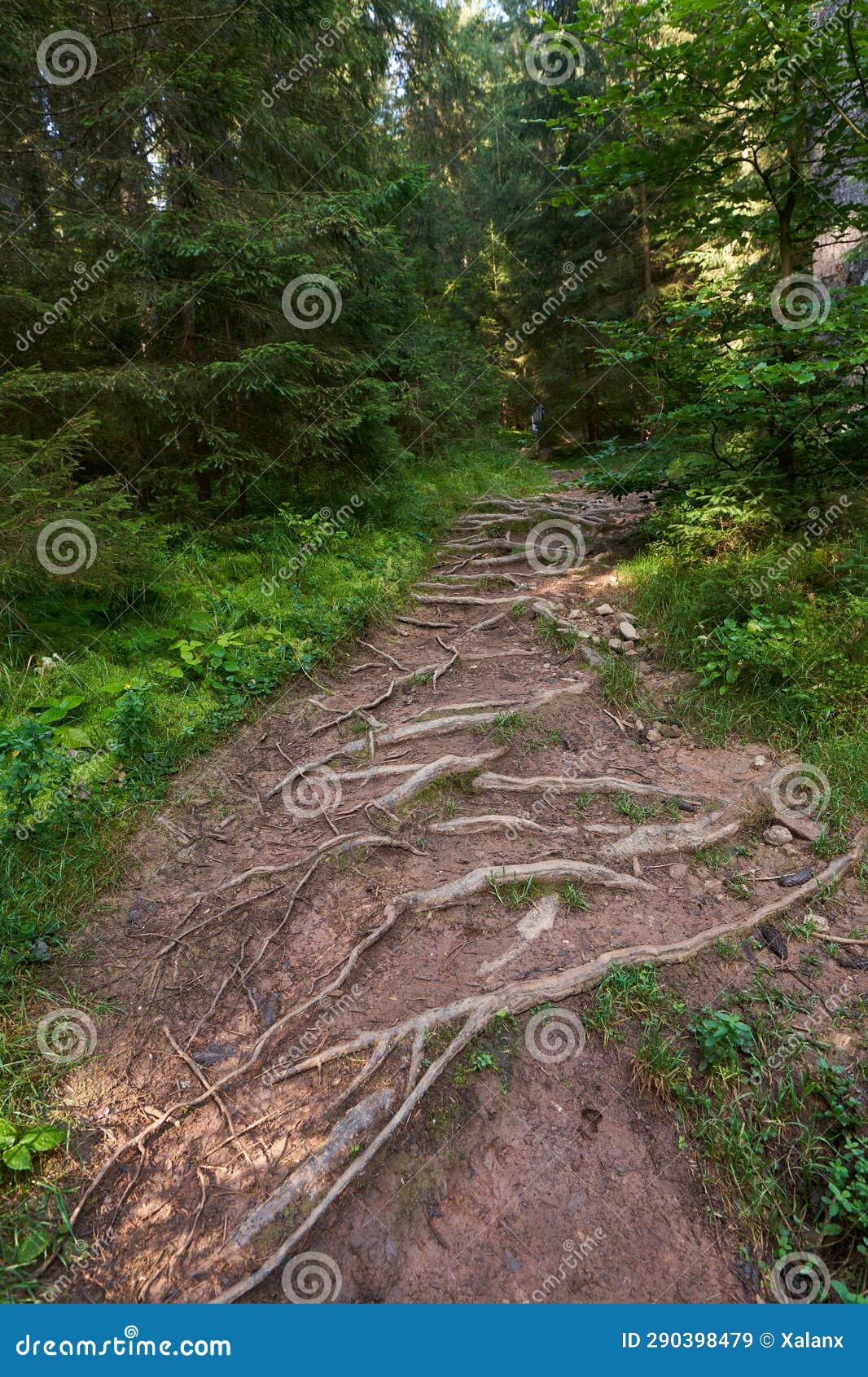 Protruding Roots in the Forest Stock Image - Image of natural, brown ...