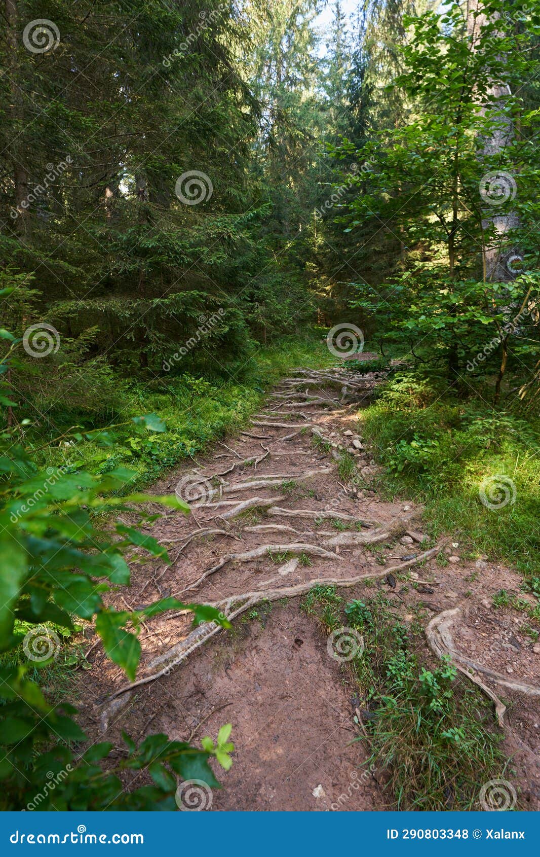 Protruding Roots in the Forest Stock Photo - Image of peaceful, roots ...