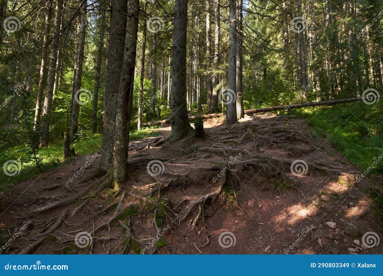 Protruding Roots in the Forest Stock Image - Image of perspective ...
